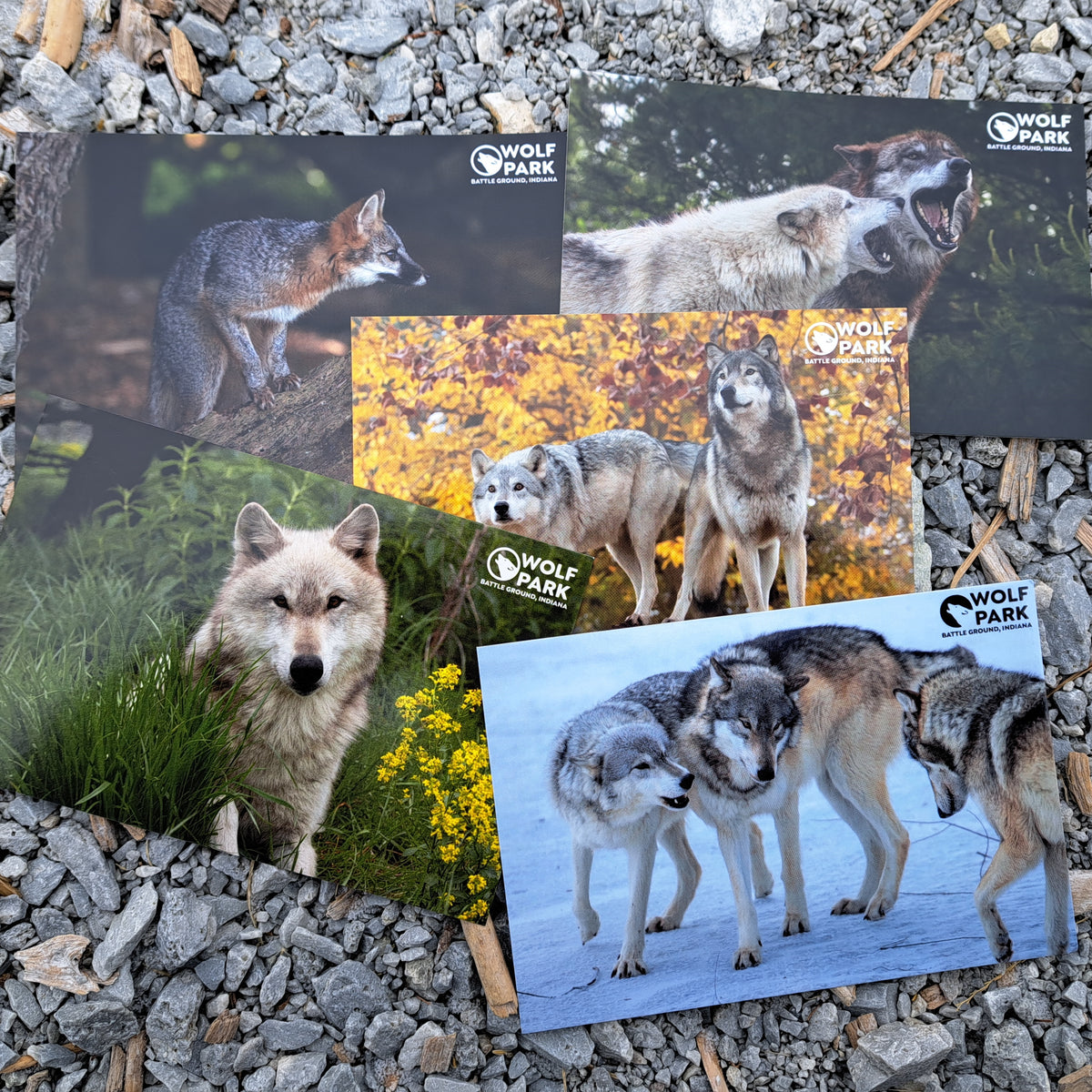 Assorted Postcard Set – Wolf Park