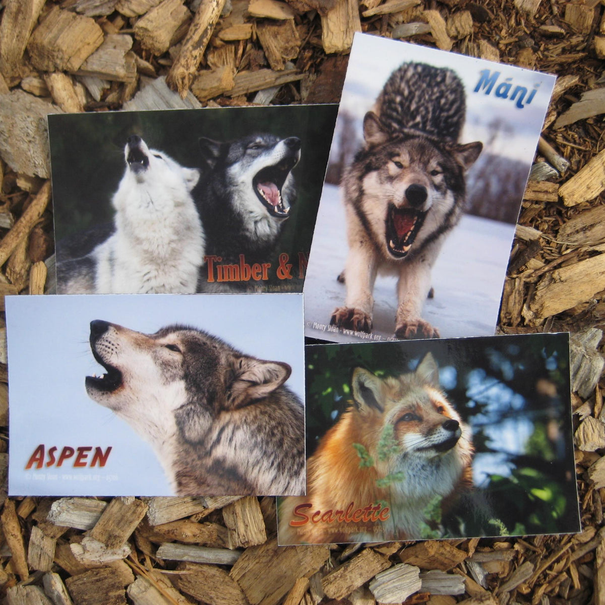 Magnets, Stickers, & Pins – Wolf Park
