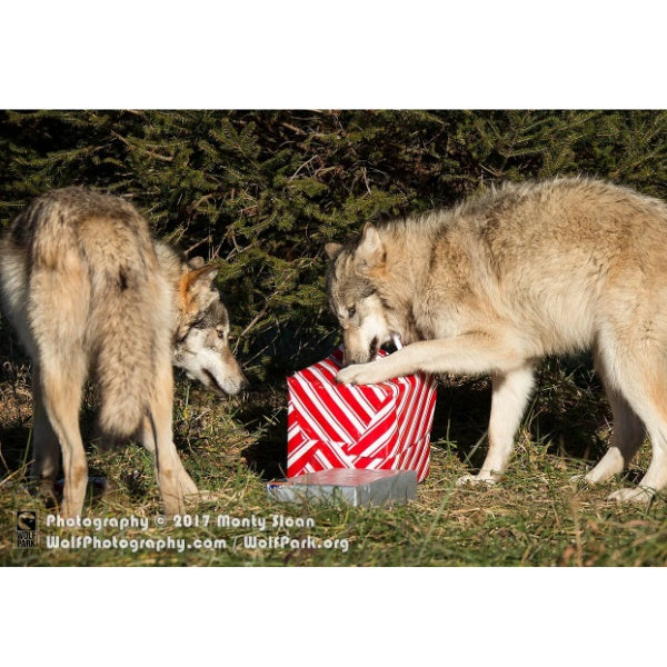 Donate to Wolf Park