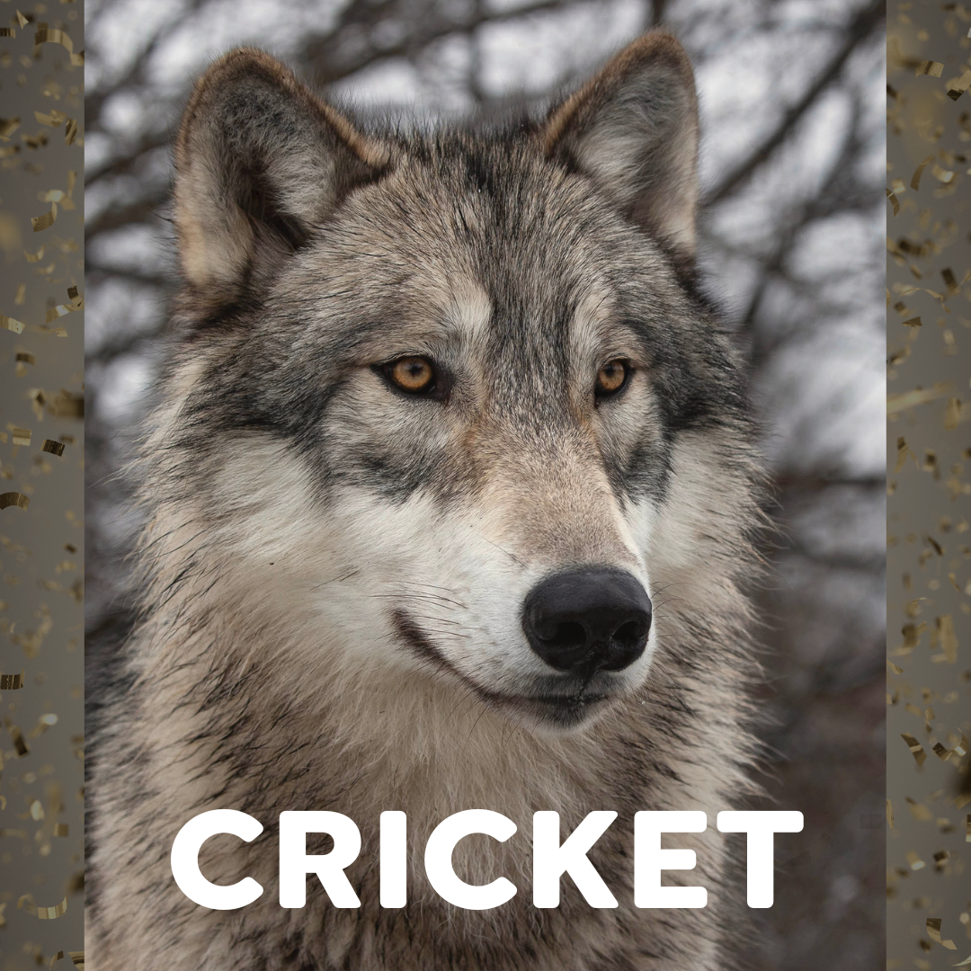 Picnic Spread Vote – Wolf Park